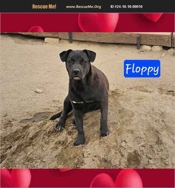 ADOPT 24101000016 ~ Pit Bull Rescue ~ Rancho Cucamonga, CA