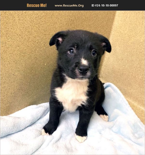 ADOPT 24101000097 ~ Border Collie Rescue ~ Monroe, GA