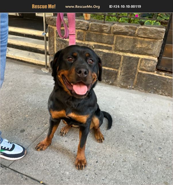 ADOPT 24101000119 ~ Rottweiler Rescue ~ New York, NY