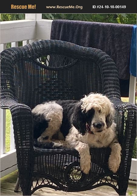 ADOPT 24101000149 ~ Portuguese Water Dog Rescue ~ Franklinville, NC
