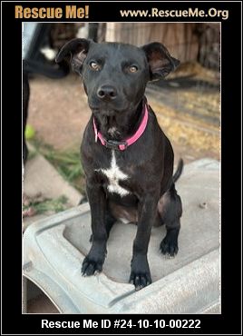 - Colorado Lab Rescue - ADOPTIONS - Rescue Me!