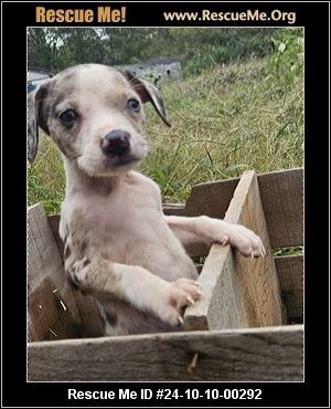 - Missouri Dog Rescue - ADOPTIONS - Rescue Me!