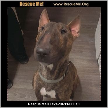- Arizona Bull Terrier Rescue - ADOPTIONS - Rescue Me!