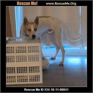 - Delaware Dog Rescue - ADOPTIONS - Rescue Me!