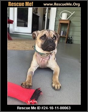 - California Pug Rescue - ADOPTIONS - Rescue Me!