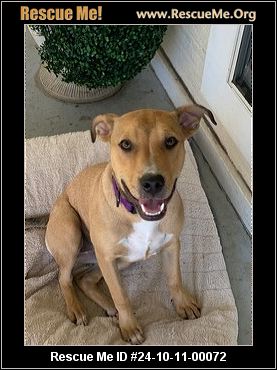 - Mississippi Dog Rescue - ADOPTIONS - Rescue Me!