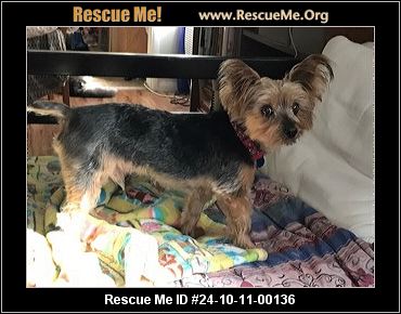 - California Yorkie Rescue - ADOPTIONS - Rescue Me!