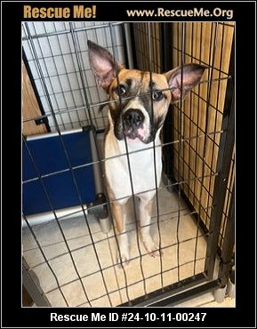 - Florida Boxer Rescue - ADOPTIONS - Rescue Me!