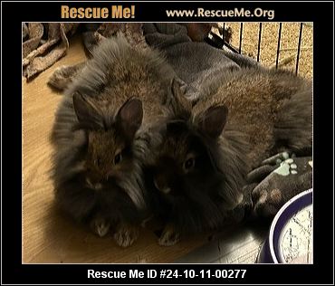 - Illinois Rabbit Rescue - ADOPTIONS - Rescue Me!