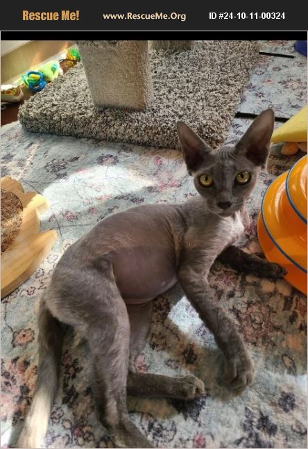 ADOPT 24101100324 ~ Devon Rex Rescue ~ Fort Lauderdale, FL