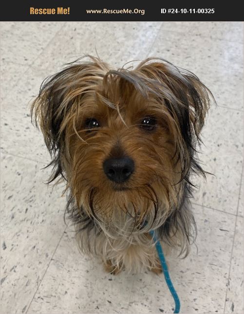 ADOPT 24101100325 ~ Silky Terrier Rescue ~ Salt Lake City, UT