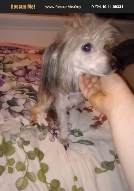 ADOPT 24101100331 ~ Chinese Crested Rescue ~ Globe, AZ