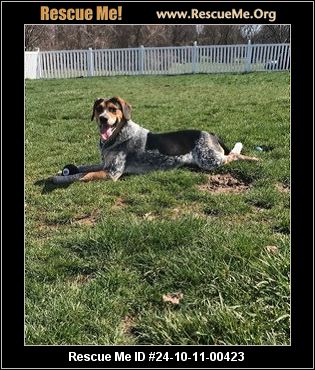 - Pennsylvania Beagle Rescue - ADOPTIONS - Rescue Me!