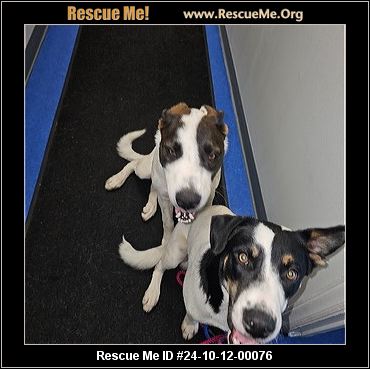 - South Carolina Dog Rescue - ADOPTIONS - Rescue Me!