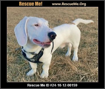 - Nevada Dog Rescue - ADOPTIONS - Rescue Me!