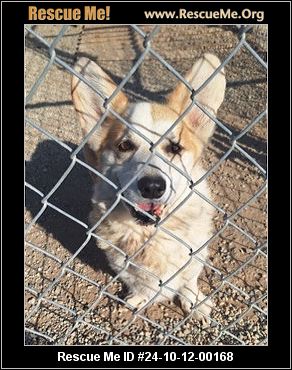 - California Corgi Rescue - ADOPTIONS - Rescue Me!