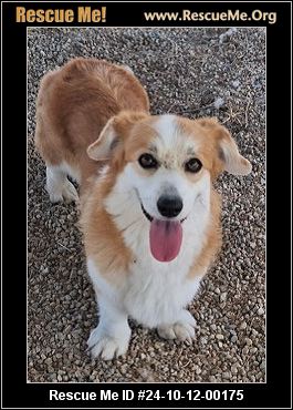- California Corgi Rescue - ADOPTIONS - Rescue Me!
