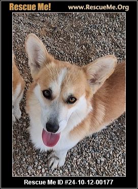 - California Corgi Rescue - ADOPTIONS - Rescue Me!
