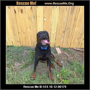 - Texas Rottweiler Rescue - ADOPTIONS - Rescue Me!