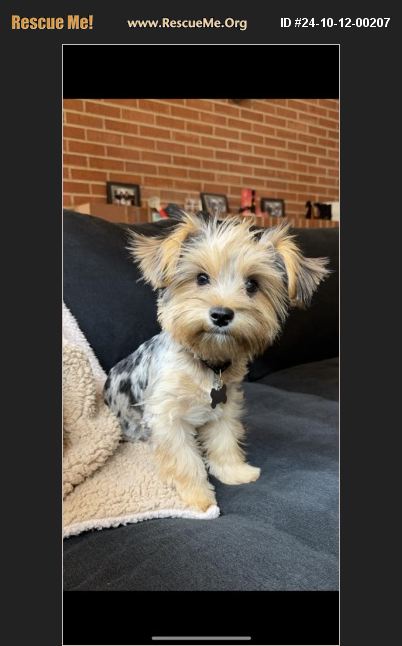 ADOPT 24101200207 ~ Yorkie Rescue ~ globe, AZ