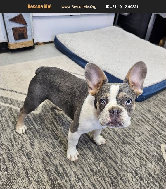 ADOPT 24101200231 ~ French Bulldog Rescue ~ Denver, IN