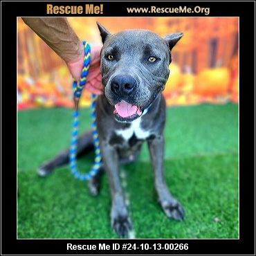 - California Pit Bull Rescue - ADOPTIONS - Rescue Me!