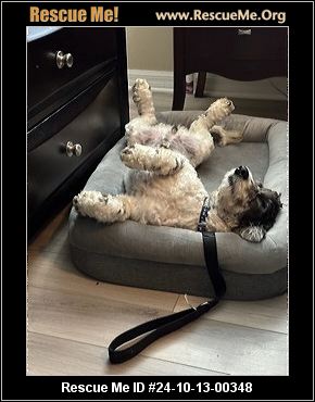 - Florida Schnauzer Rescue - ADOPTIONS - Rescue Me!