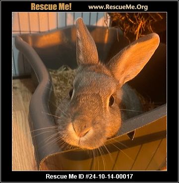 - Virginia Rabbit Rescue - ADOPTIONS - Rescue Me!