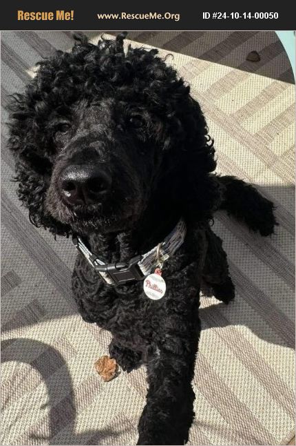 ADOPT 24101400050 ~ Poodle Rescue ~ Kutztown, PA