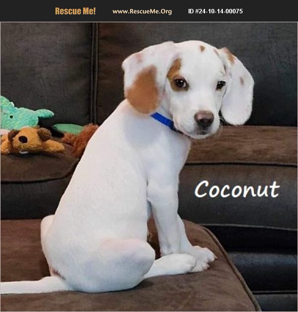 ADOPT 24101400075 ~ Beagle Rescue ~ Houston, TX