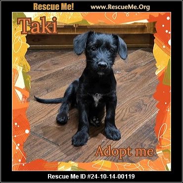 - Oklahoma Yorkie Rescue - ADOPTIONS - Rescue Me!