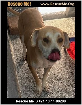 - Oklahoma Dog Rescue - ADOPTIONS - Rescue Me!