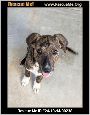- South Carolina Dog Rescue - ADOPTIONS - Rescue Me!