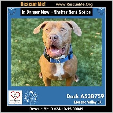- California Pit Bull Rescue - ADOPTIONS - Rescue Me!