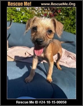 - California Border Terrier Rescue - ADOPTIONS - Rescue Me!