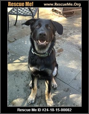 - Pennsylvania German Shepherd Rescue - ADOPTIONS - Rescue Me!