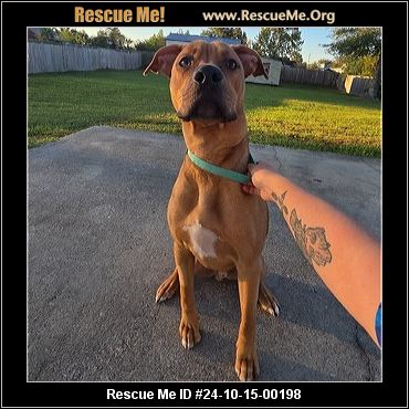 - Florida Rhodesian Ridgeback Rescue - ADOPTIONS - Rescue Me!