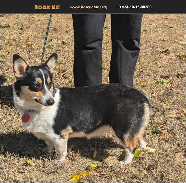 ADOPT 24101500200 ~ Corgi Rescue ~ Parsons, KS
