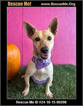 - California Corgi Rescue - ADOPTIONS - Rescue Me!