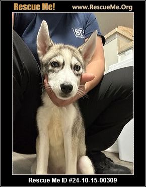 - Virginia Siberian Husky Rescue - ADOPTIONS - Rescue Me!