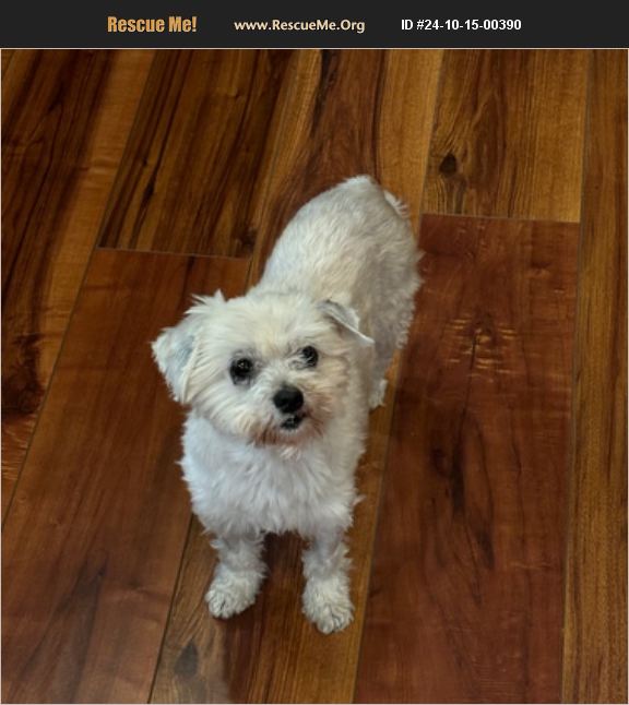 ADOPT 24101500390 ~ Maltese Rescue ~ Wilmington, DE