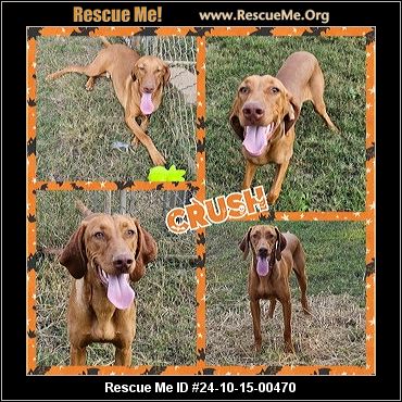 - South Carolina Vizsla Rescue - ADOPTIONS - Rescue Me!