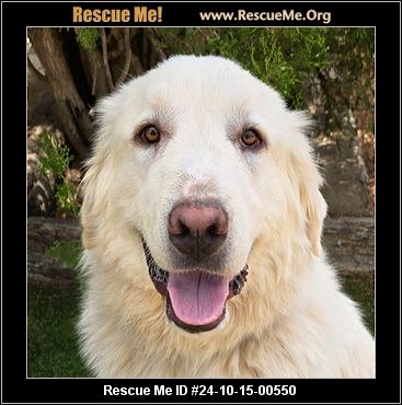 - New Mexico Dog Rescue - ADOPTIONS - Rescue Me!