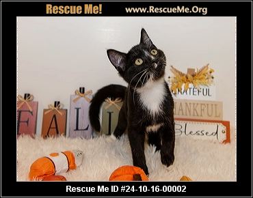 - California Cat Rescue - ADOPTIONS - Rescue Me!