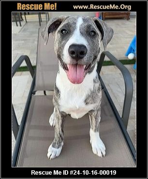 - Arizona Pit Bull Rescue - ADOPTIONS - Rescue Me!