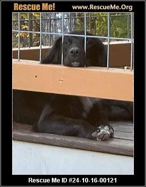 - Georgia Border Collie Rescue - ADOPTIONS - Rescue Me!