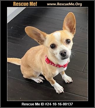 - The Little Red Dog, Inc. - Anaheim, CA - AVAILABLE PETS