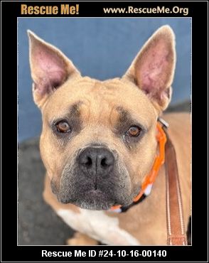 - California Bulldog Rescue - ADOPTIONS - Rescue Me!