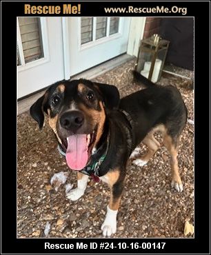 - Texas Rottweiler Rescue - ADOPTIONS - Rescue Me!