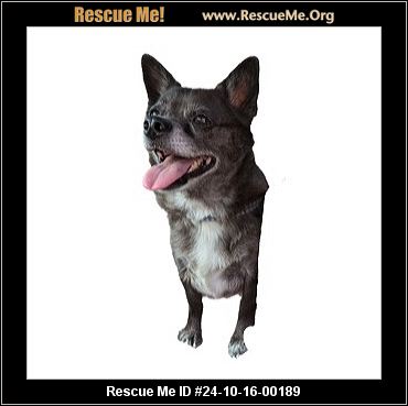 - Michigan Pomeranian Rescue - ADOPTIONS - Rescue Me!
